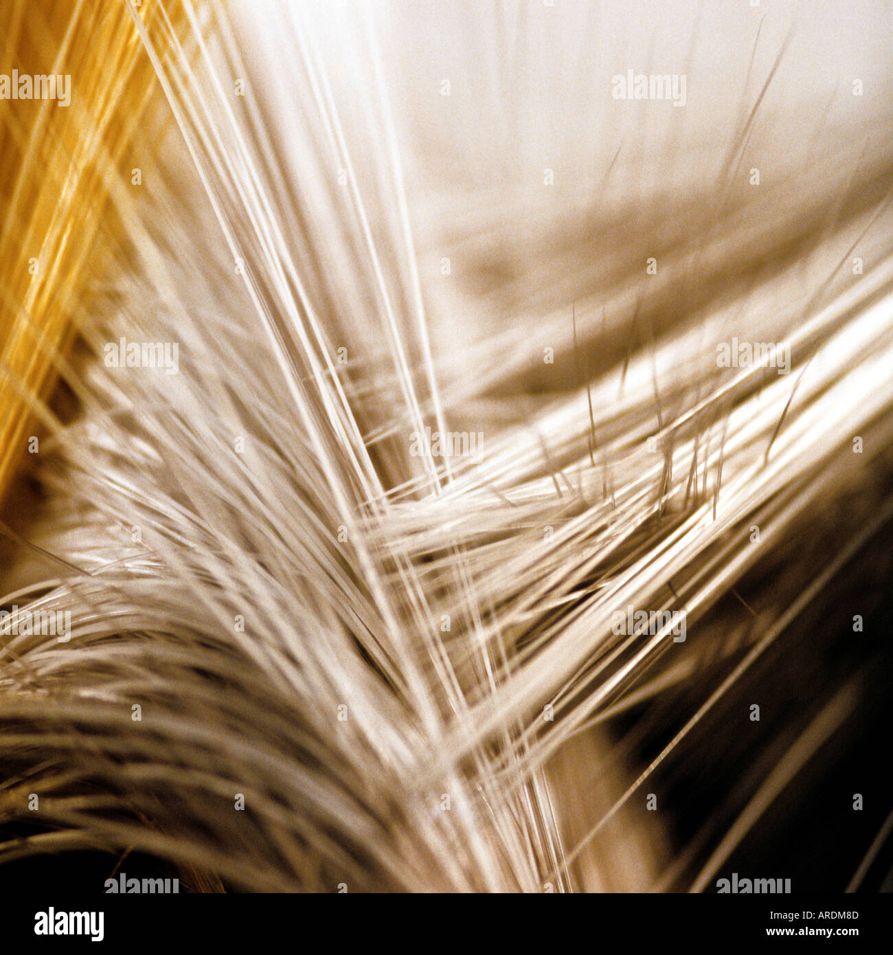 Brush Bristles still life Stock Photo - Alamy