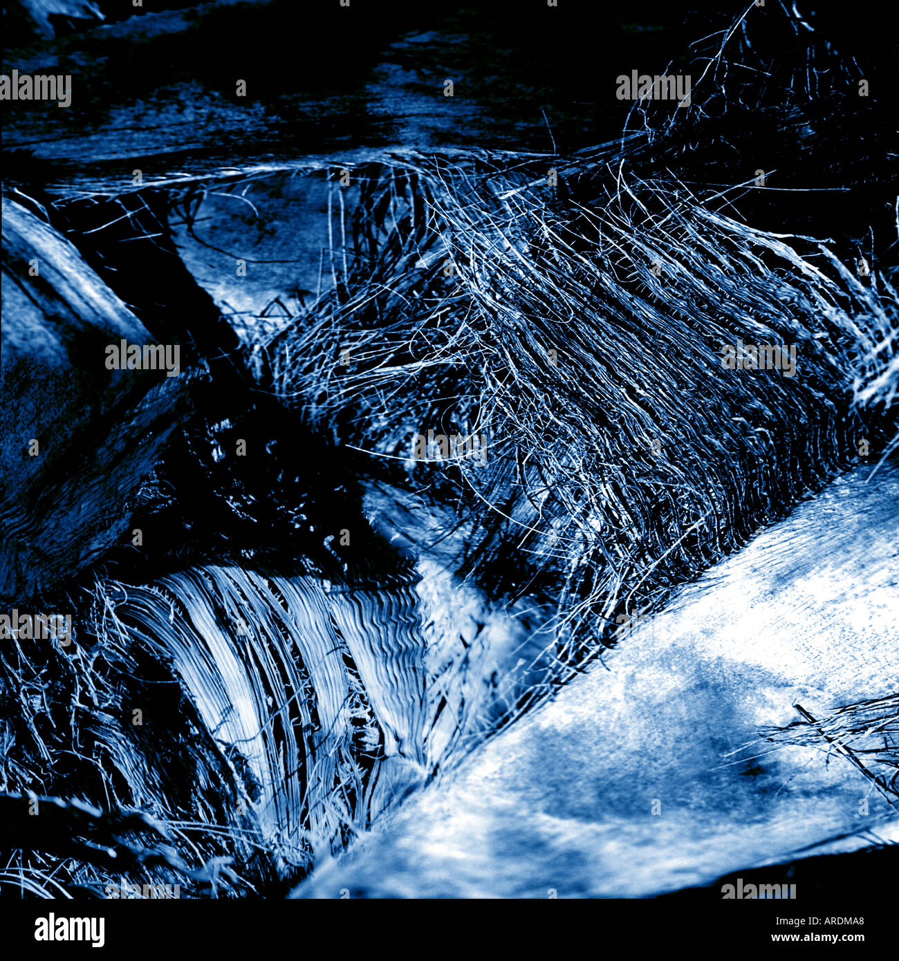 palm tree texture with blue tint Stock Photo - Alamy