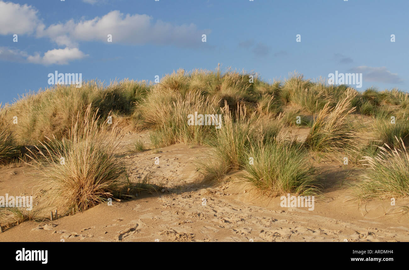 Marram Grass Ammophila arenaria growing on the sand dunes at Camber ...