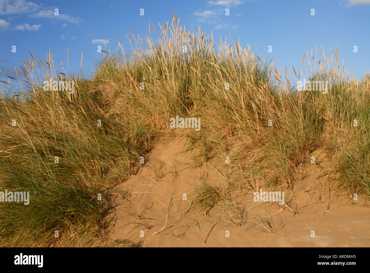 Marram Grass Ammophila arenaria growing on the sand dunes at Camber ...
