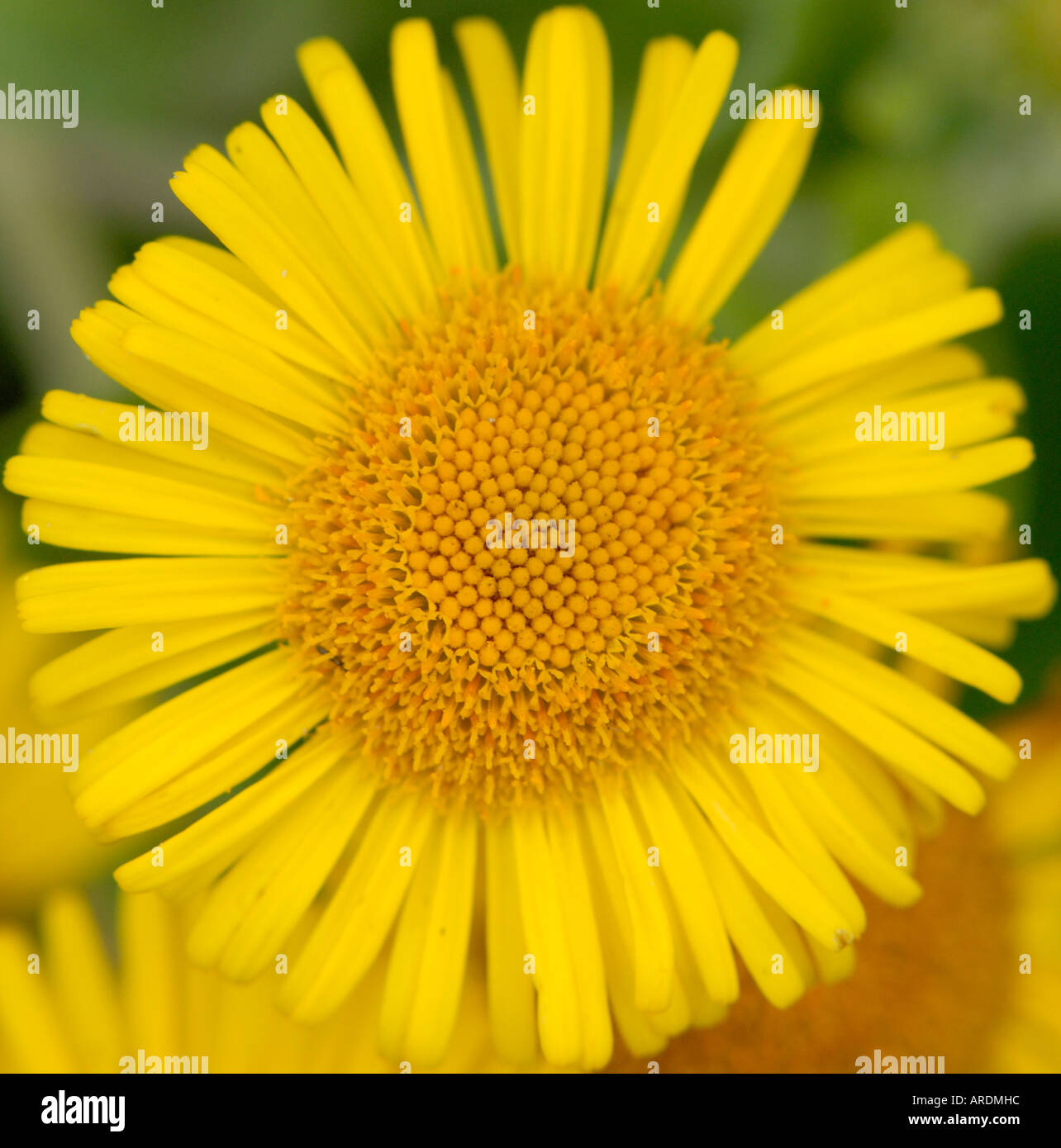 The yellow flower of Common Fleabane Pulicaria dysenterica Bedgebury ...