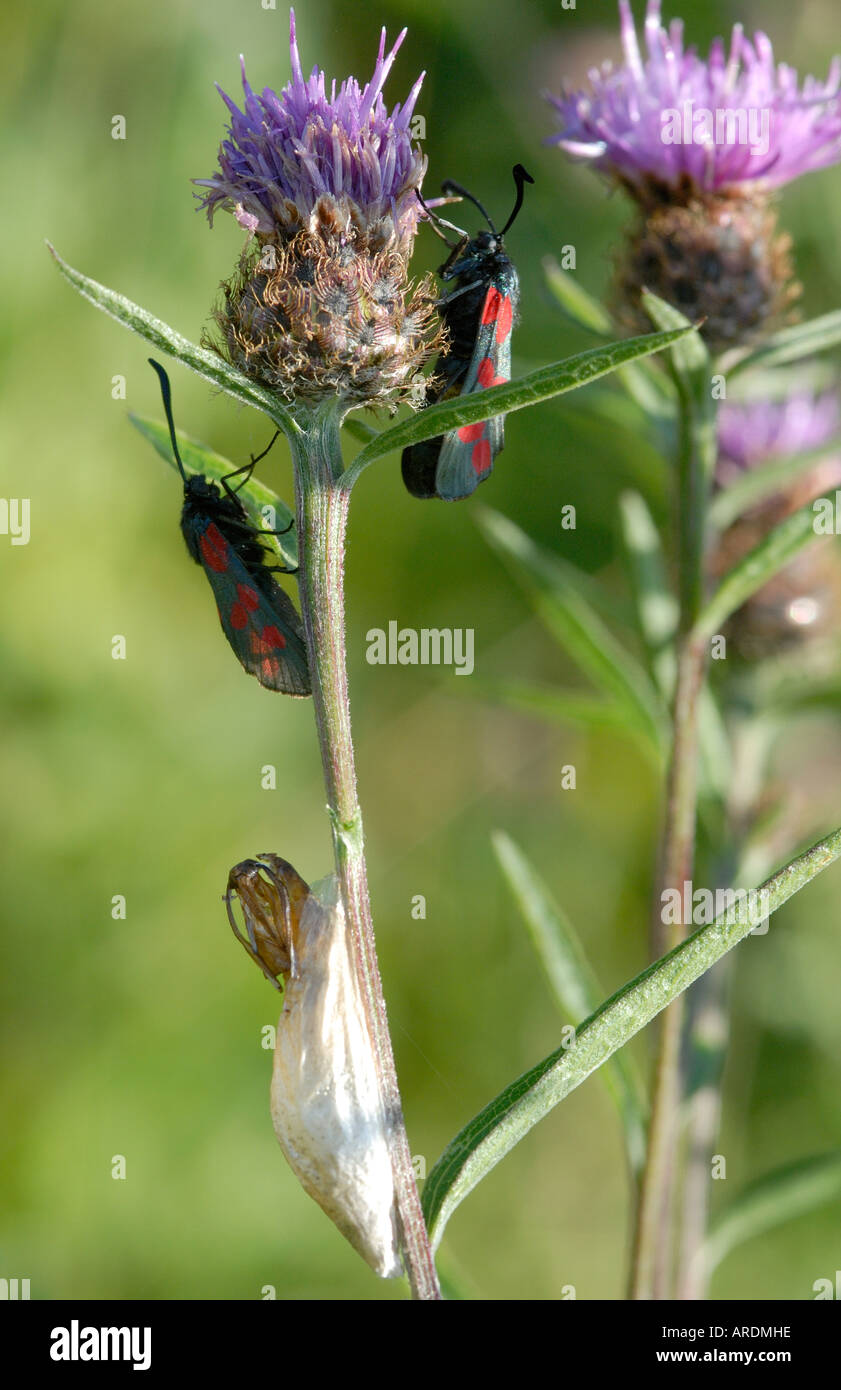 Pupa case hi-res stock photography and images - Alamy