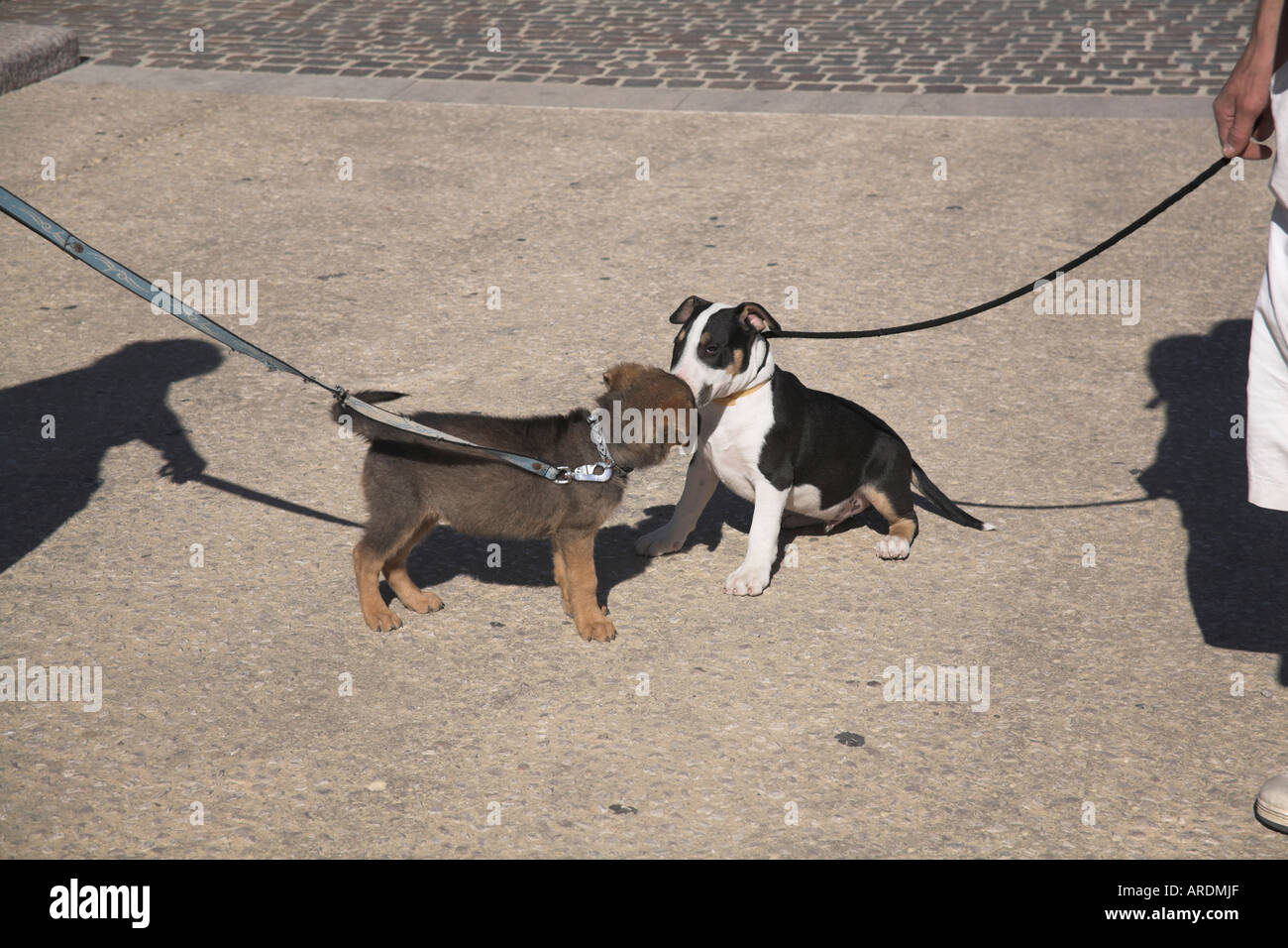 Stock photograph of German Shepherd Alsation Staffordshire bull terrier ...