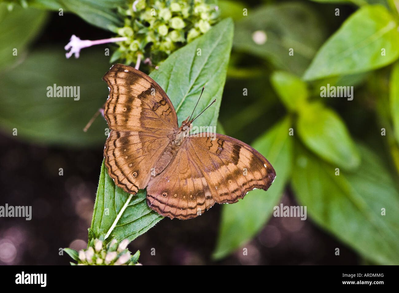 Chocolate pansy butterfly hi-res stock photography and images - Alamy