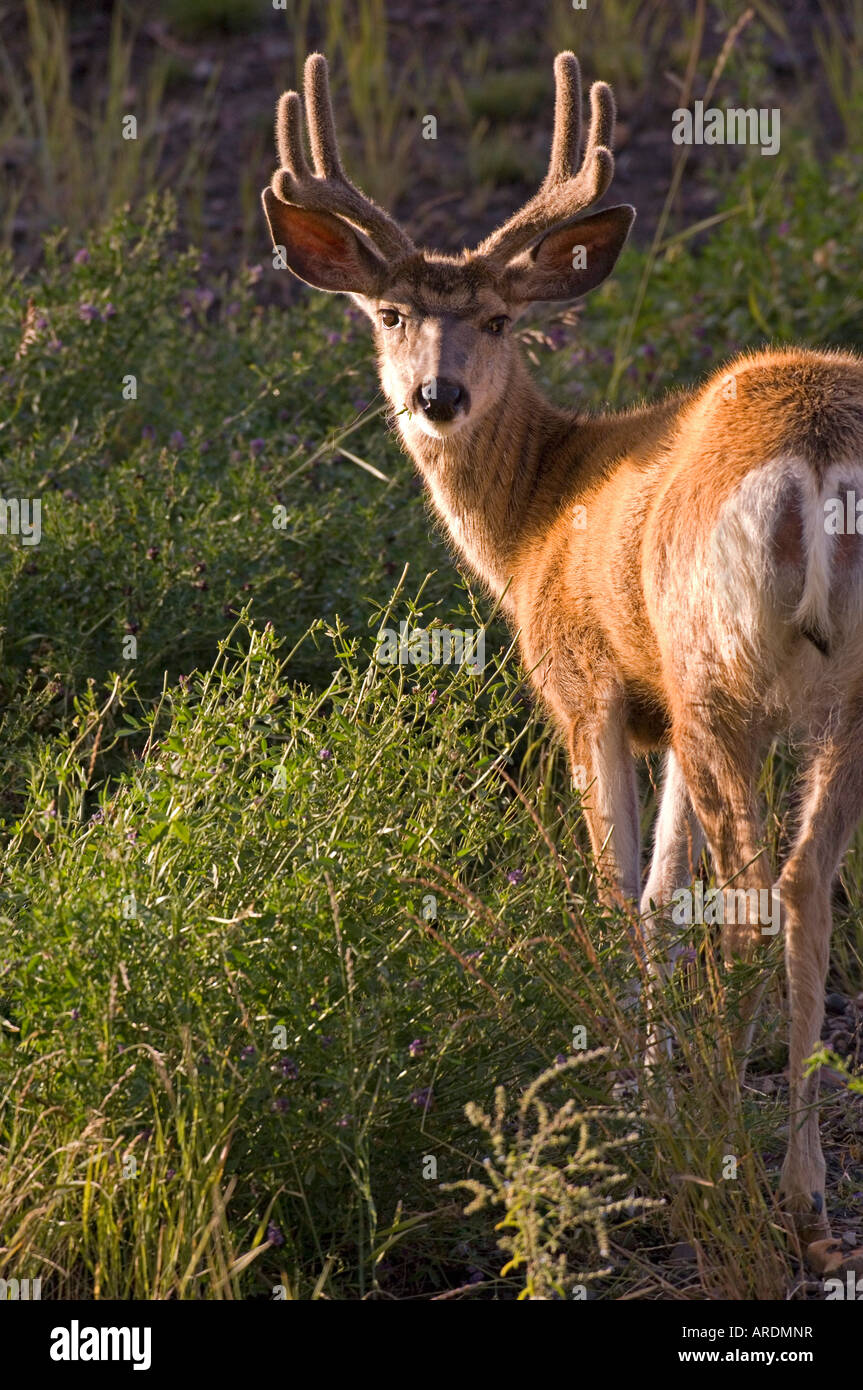 A Buck mule deer Stock Photo - Alamy
