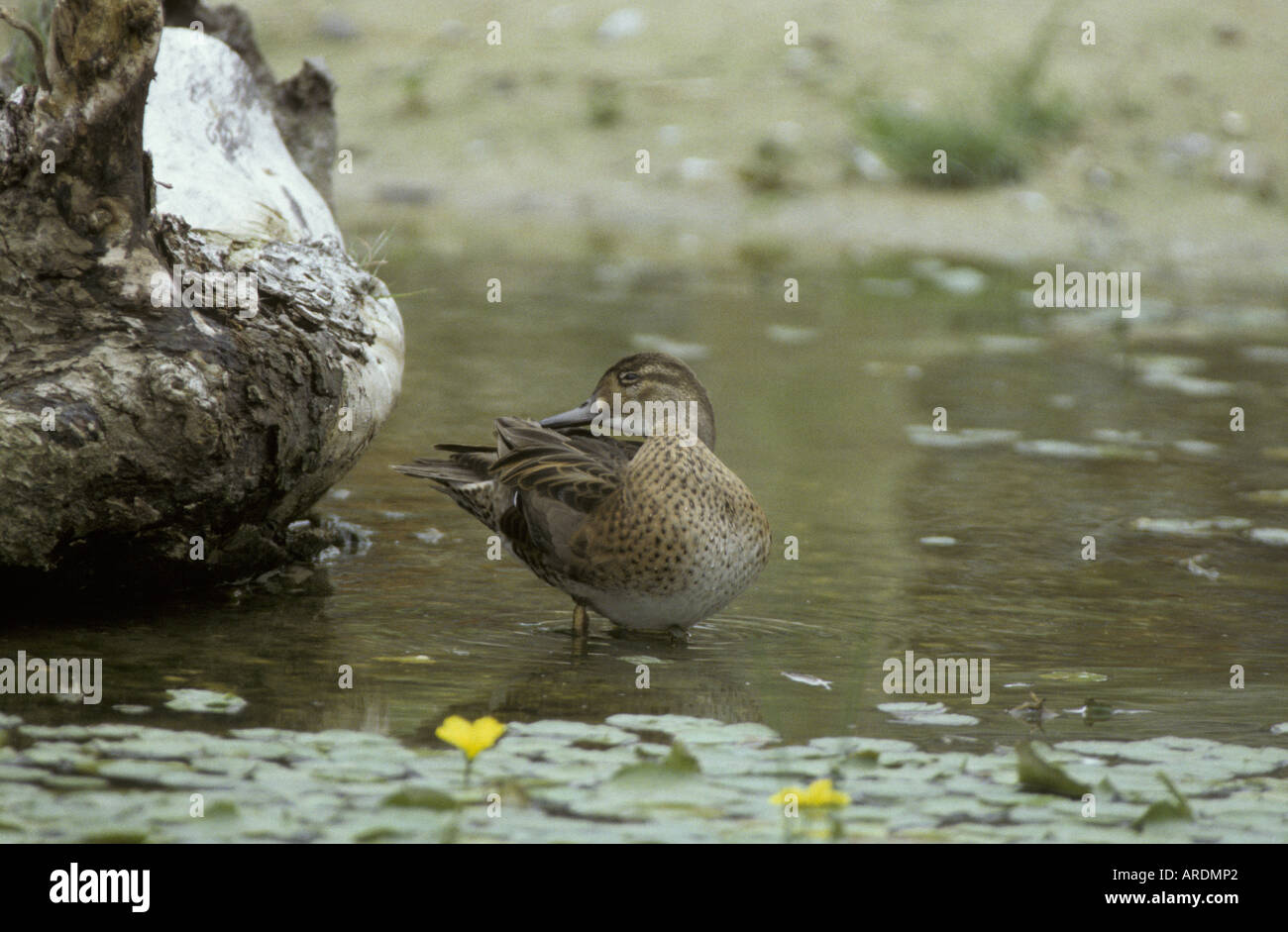 Baikal Teal Anas formosa Eclipse plumage Stock Photo - Alamy