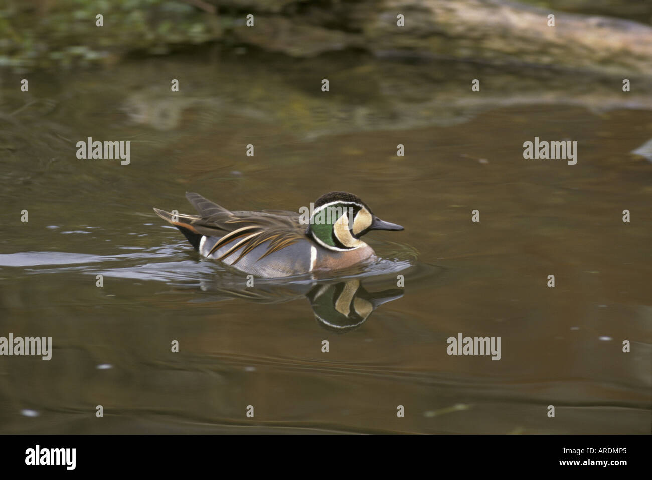 Baikal teal anas formosa male hi-res stock photography and images - Alamy