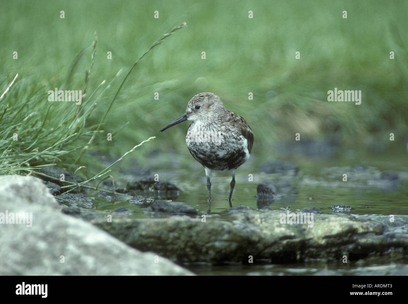 American dunlin hi-res stock photography and images - Alamy