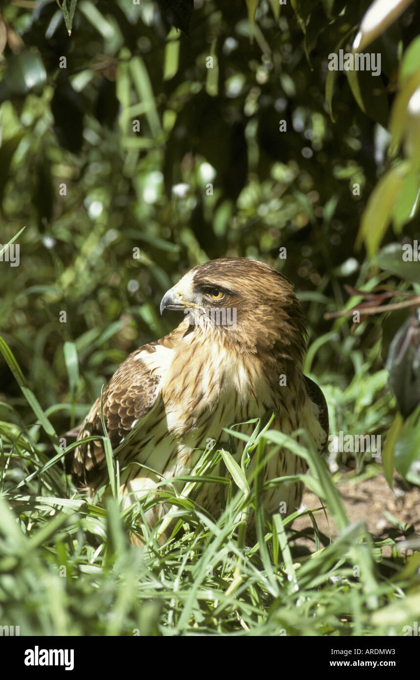 Booted Eagle Hieraaetus pannatus Stock Photo - Alamy