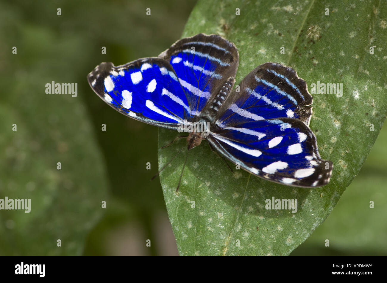 Cyaniris Bluewing Myscelia cyaniris Stock Photo - Alamy