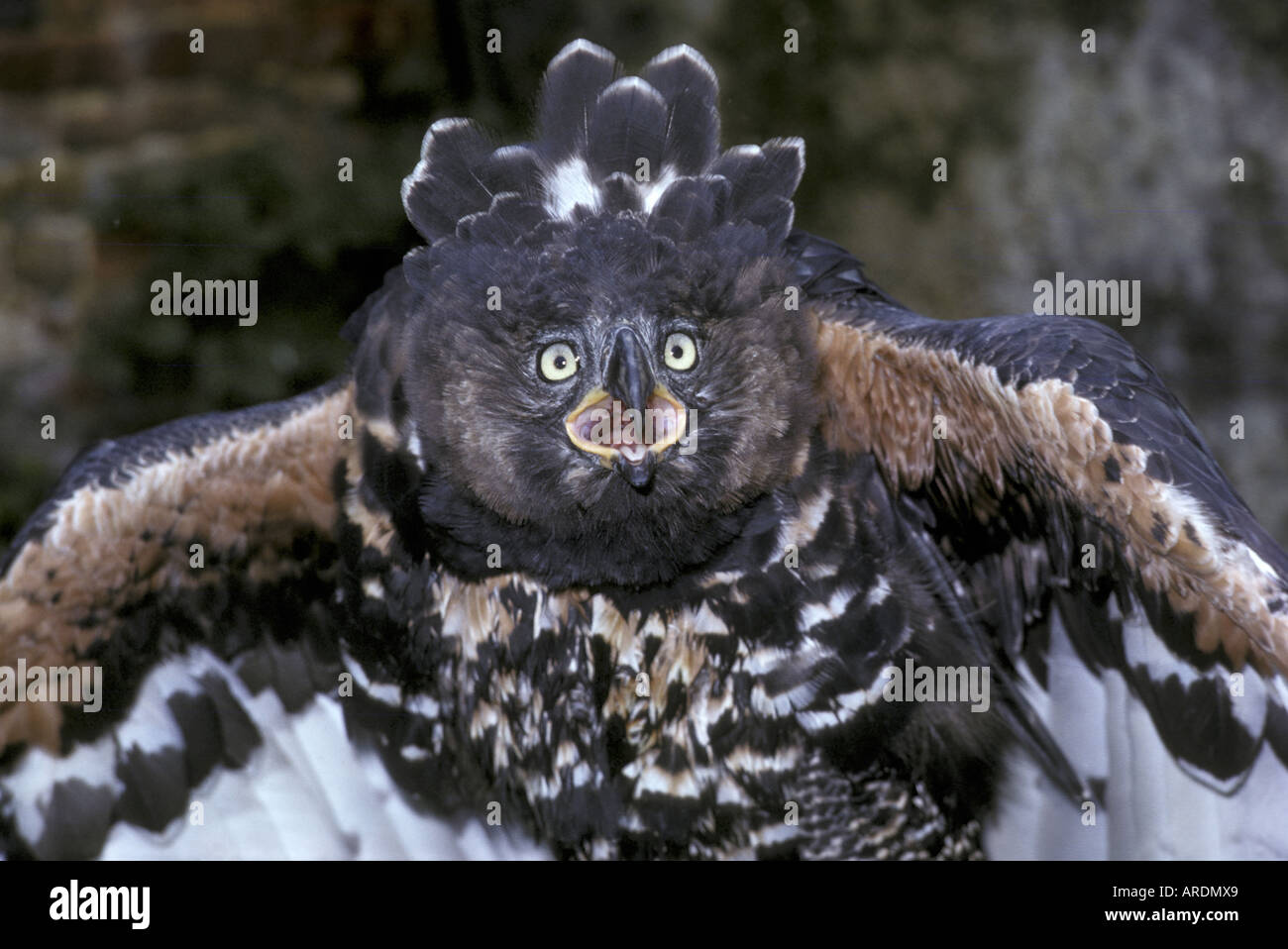 Crowned Hawk Eagle High Resolution Stock Photography and Images - Alamy