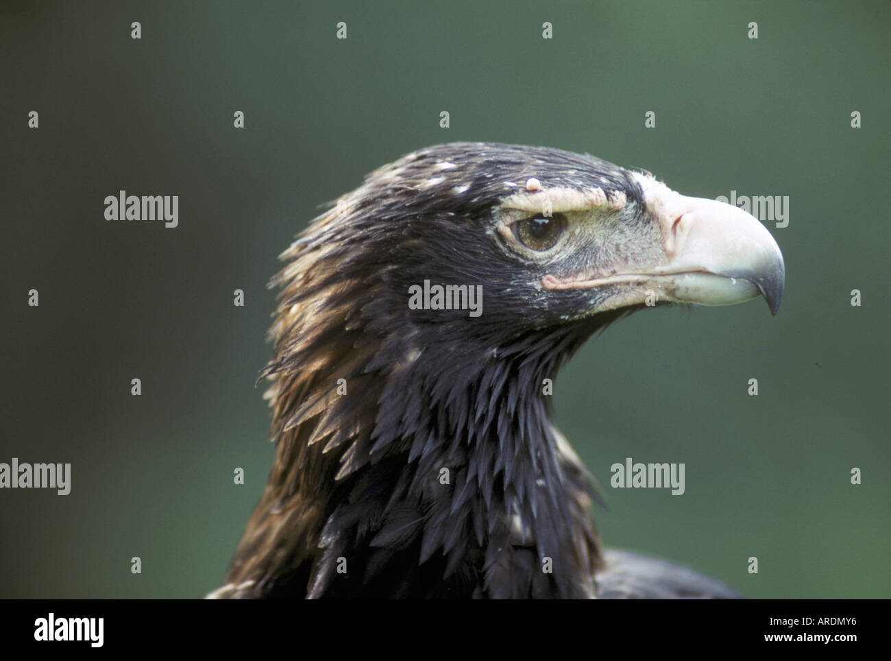 Wedge tailed Eagle Aquila audax Close up of head Stock Photo - Alamy
