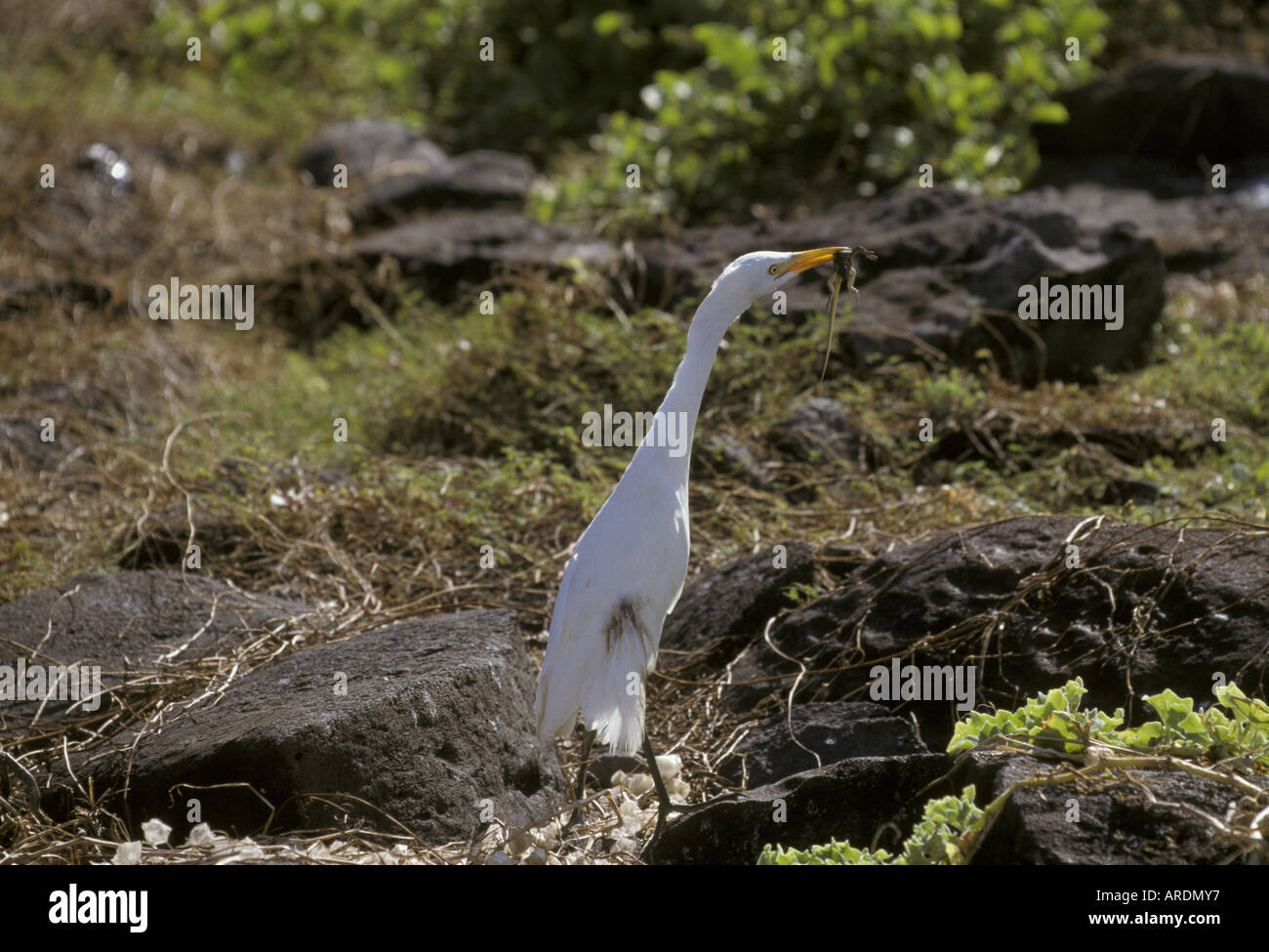 Cattle Egret Bubulcus ibis with Lava Lizard Hood Island Galapagos Stock ...
