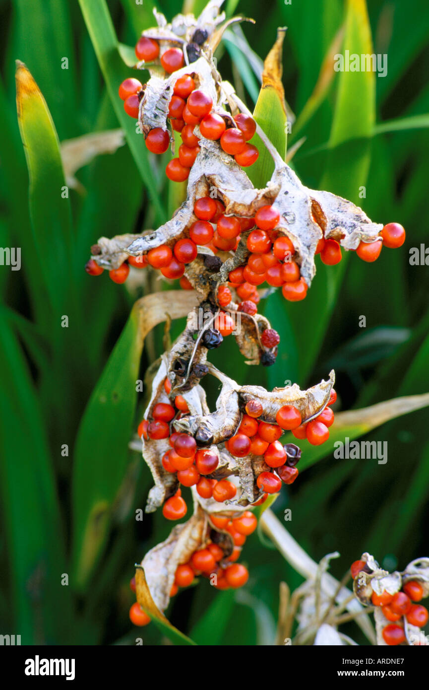 Iris foetidissima seeds stinking iris Stock Photo - Alamy