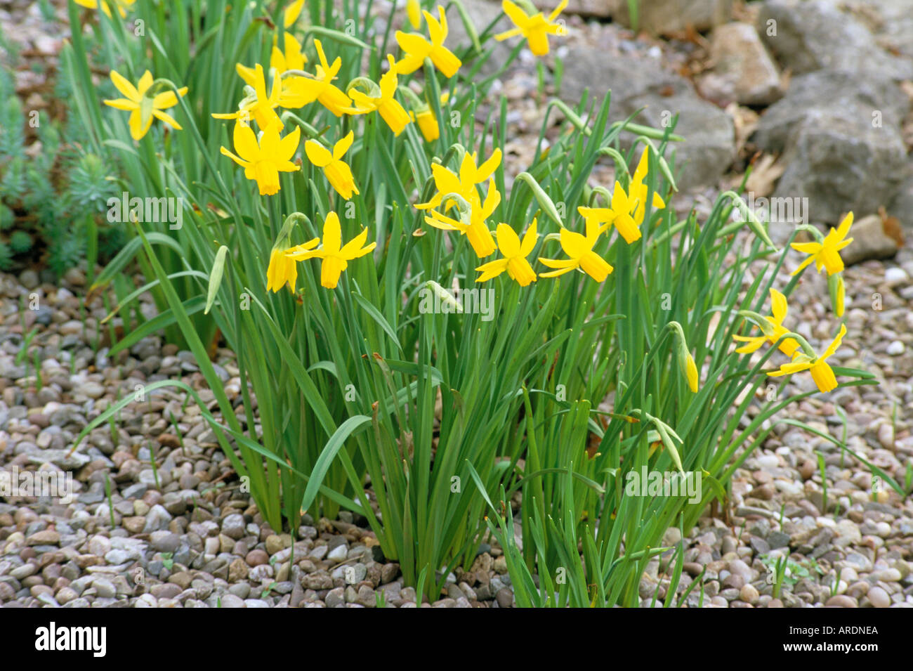 Narcissus february gold hi-res stock photography and images - Alamy
