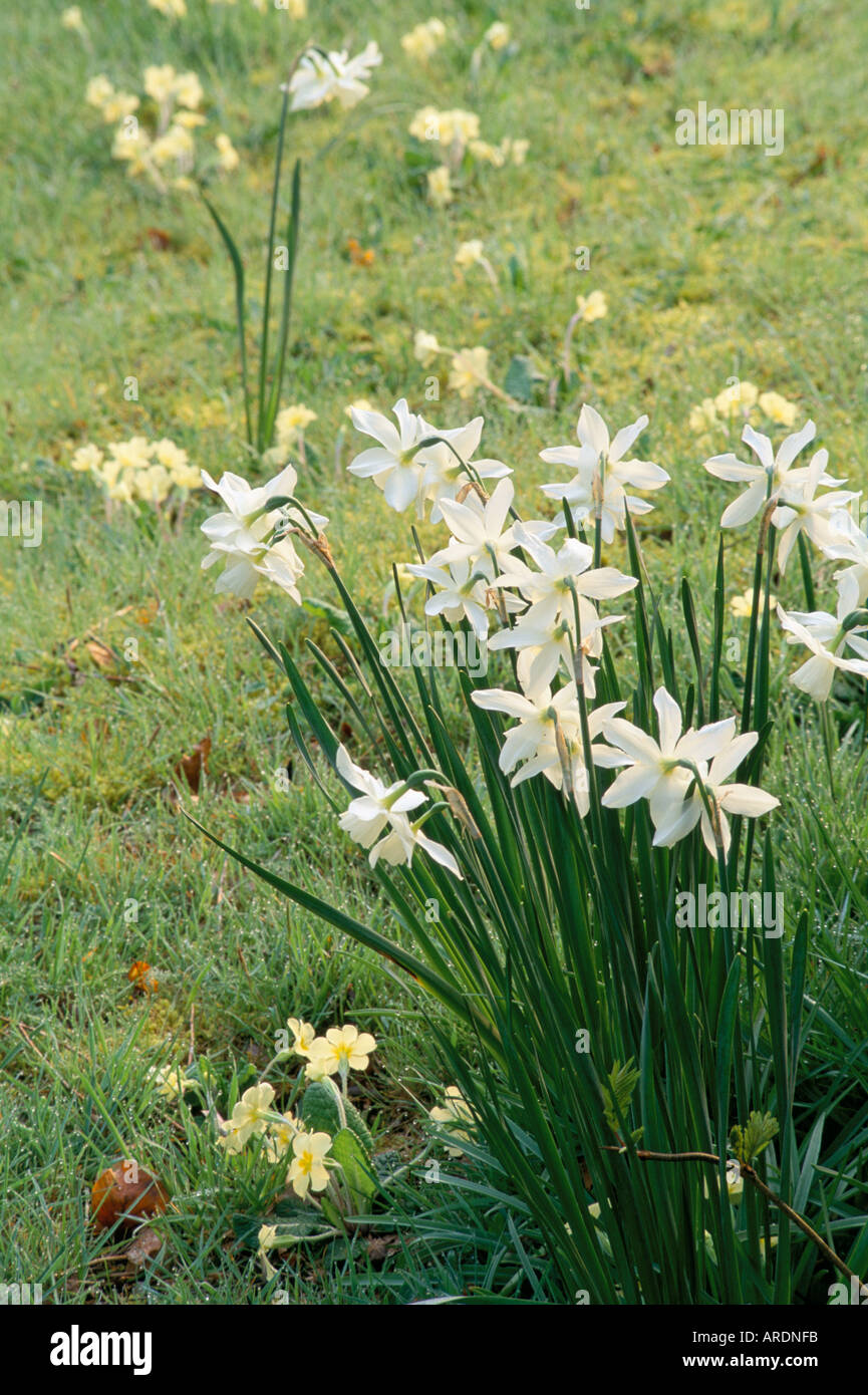 Narcissus thalia hi-res stock photography and images - Alamy