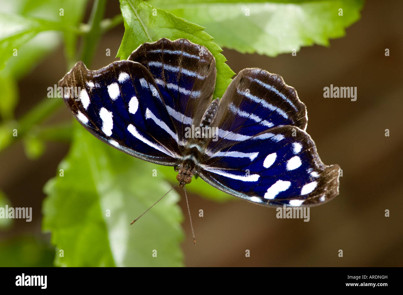 Cyaniris Bluewing Butterfly Myscelia cyaniris on a green leaf Stock ...