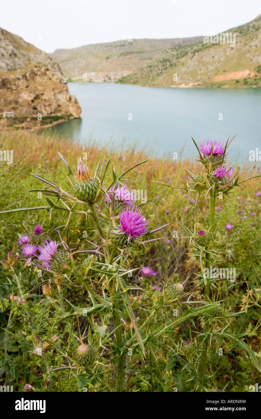 Purple thistle flowers Rumkale near Halfeti by the reservoir lake of ...