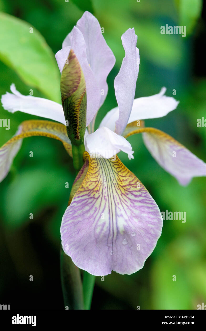 Iris sibirica Rowe Stock Photo - Alamy
