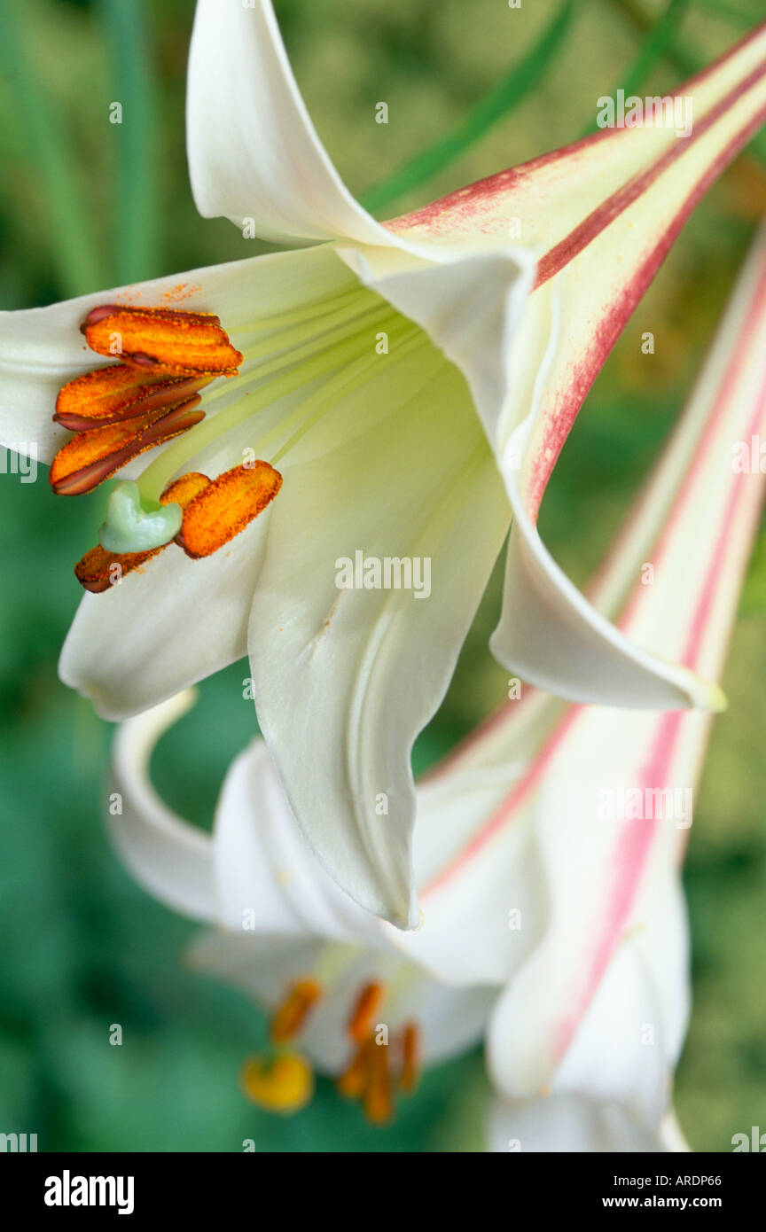 Formosanum hi-res stock photography and images - Alamy