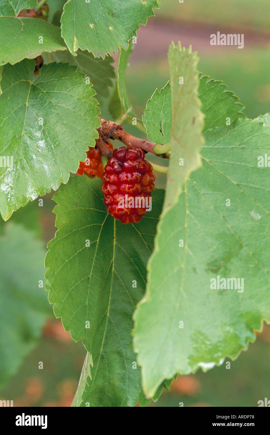 Morus nigra with berry Stock Photo - Alamy