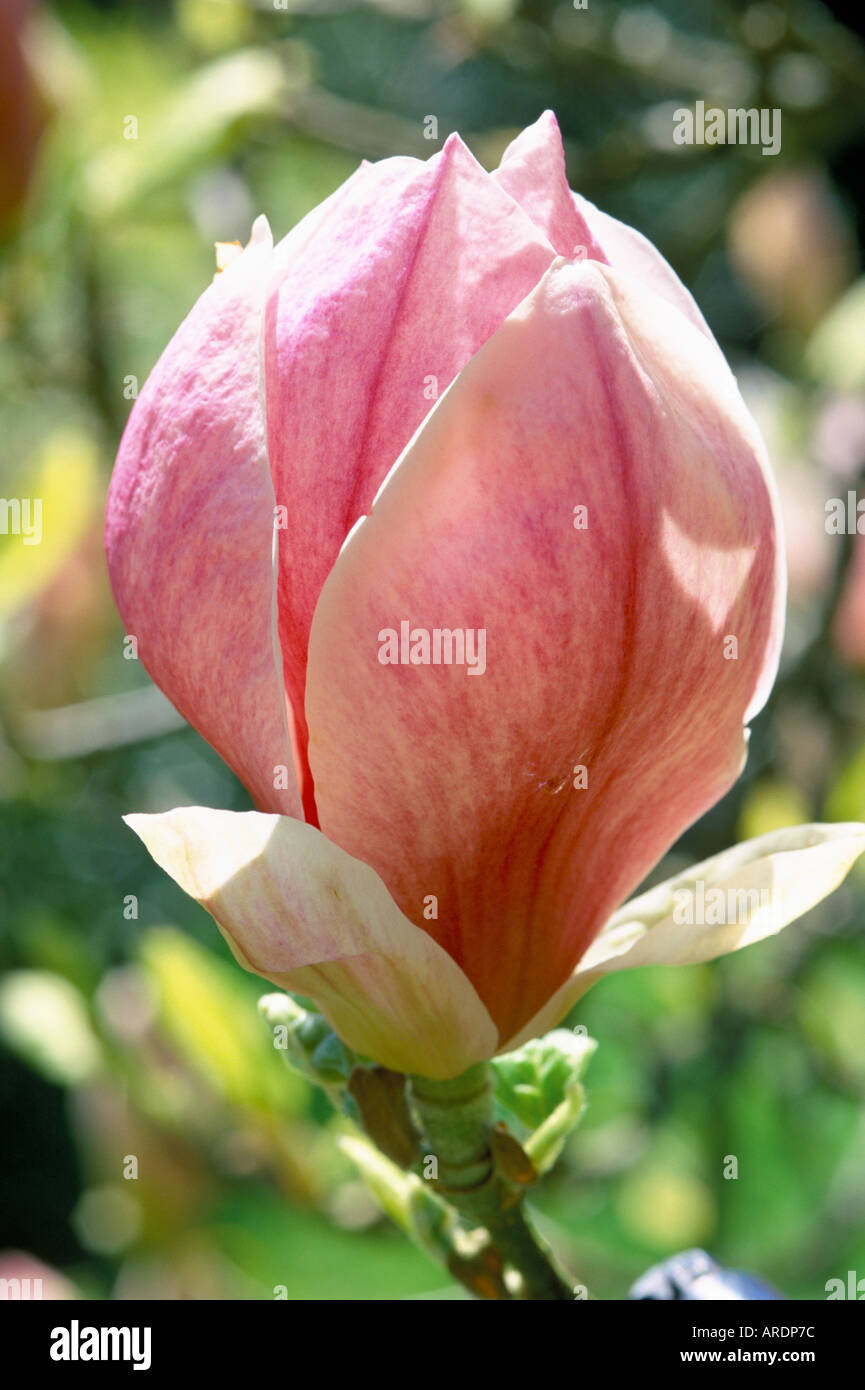 Magnolia Rustica Rubra High Resolution Stock Photography and Images - Alamy