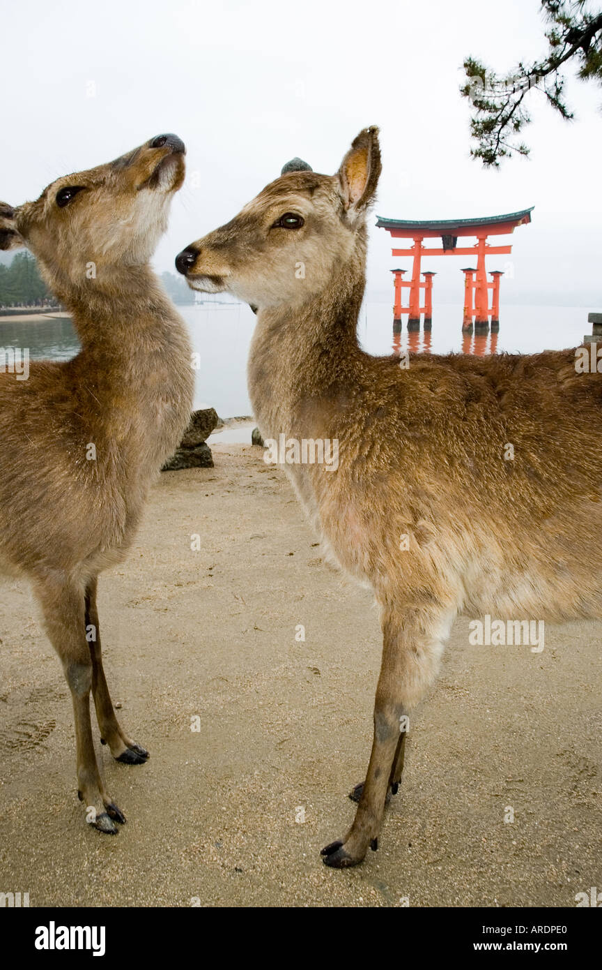 Wild but tame deer roam the area near Itsukushima shrine of Miyajima ...