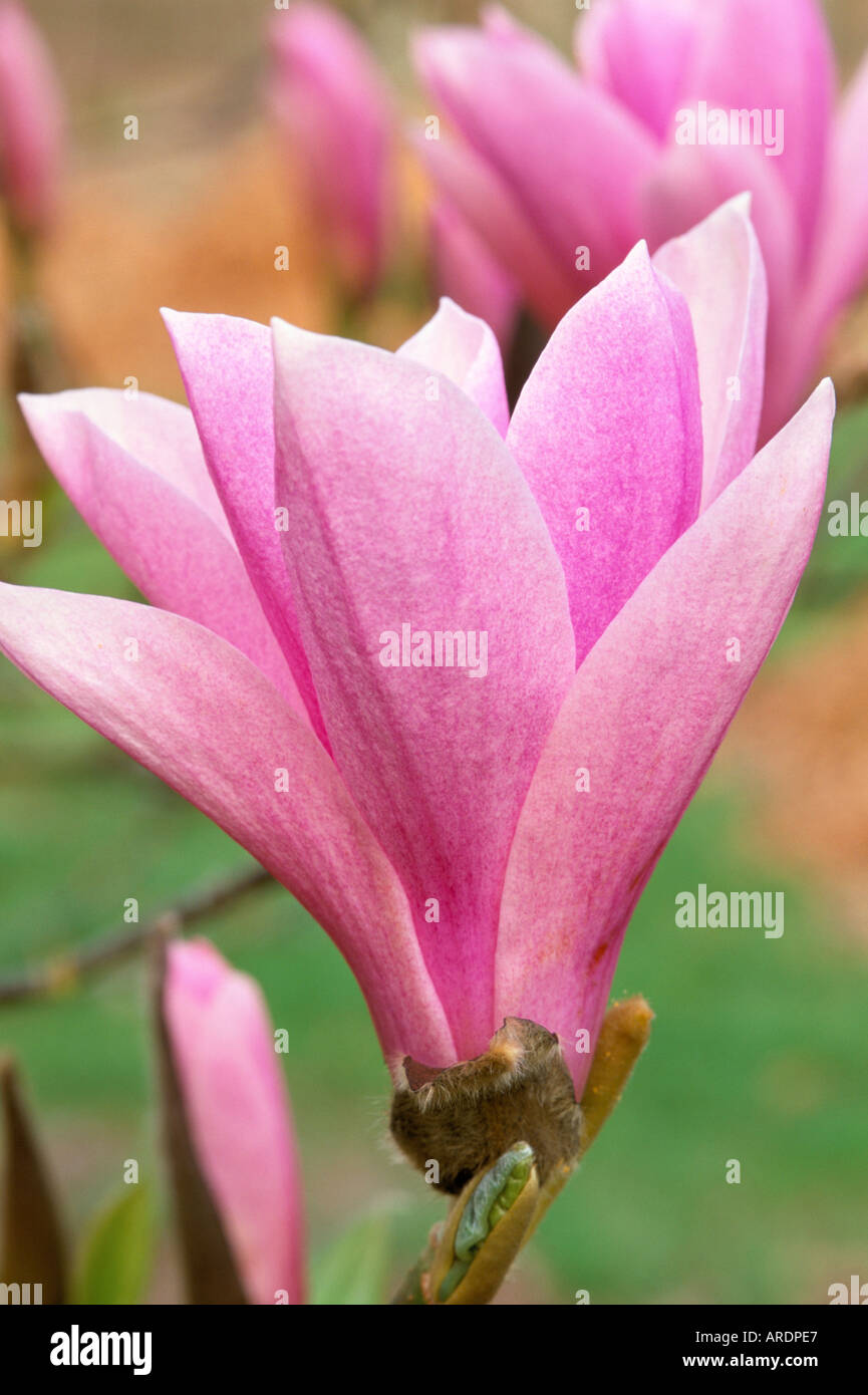 Magnolia raspberry ice hi-res stock photography and images - Alamy
