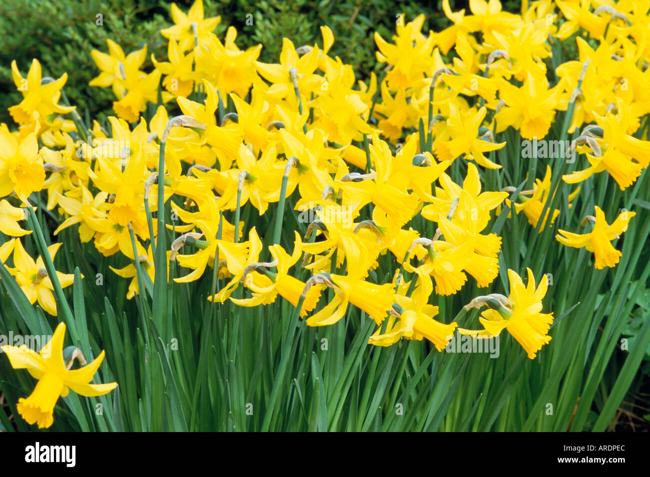 Narcissus February Gold Stock Photo - Alamy