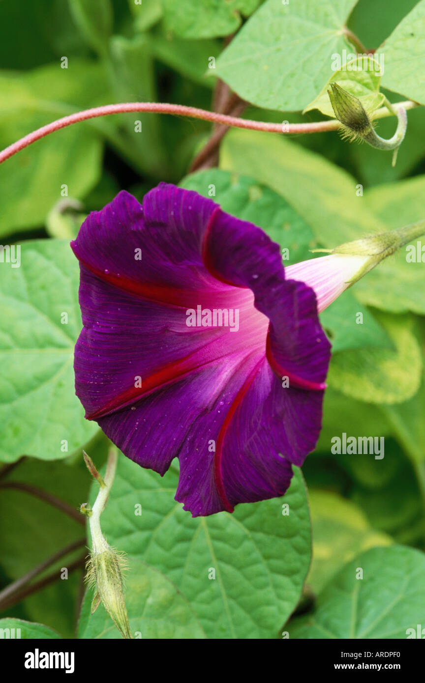 Ipomoea Star of Yelta Stock Photo - Alamy