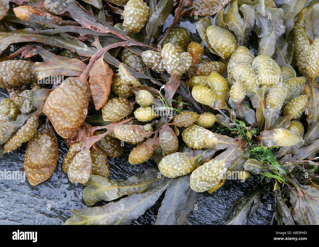 Seaweed, Borth, West Wales Stock Photo - Alamy