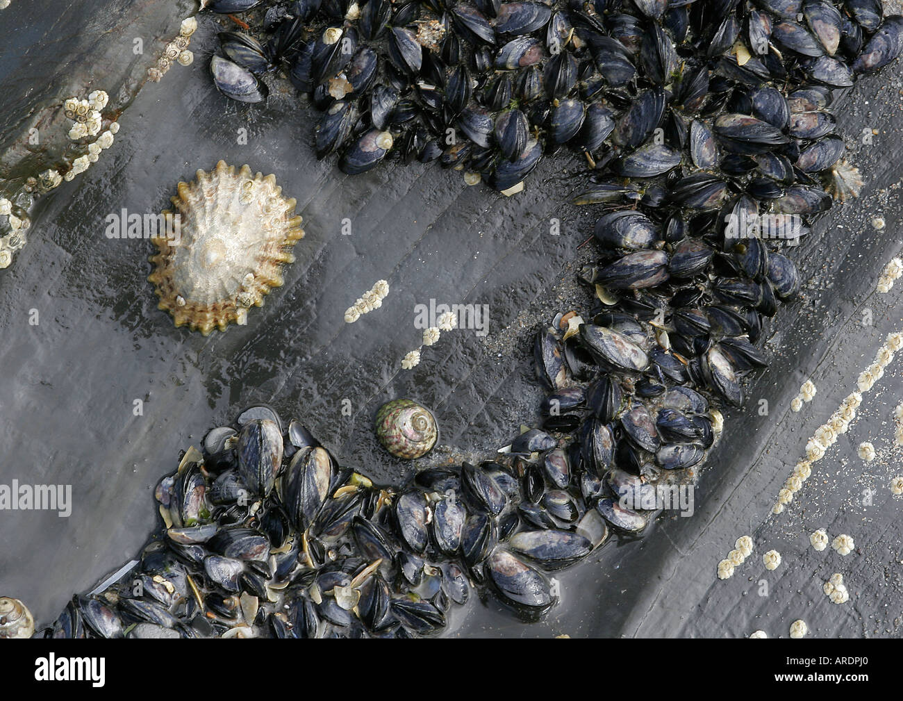 Borth west wales uk seaside rockpool beach hi-res stock photography and ...