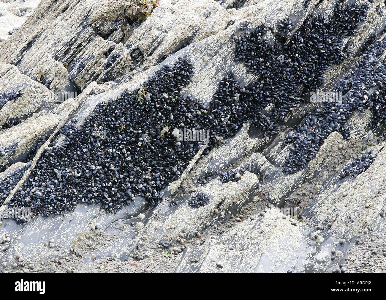 Borth west wales uk seaside rockpool beach hi-res stock photography and ...