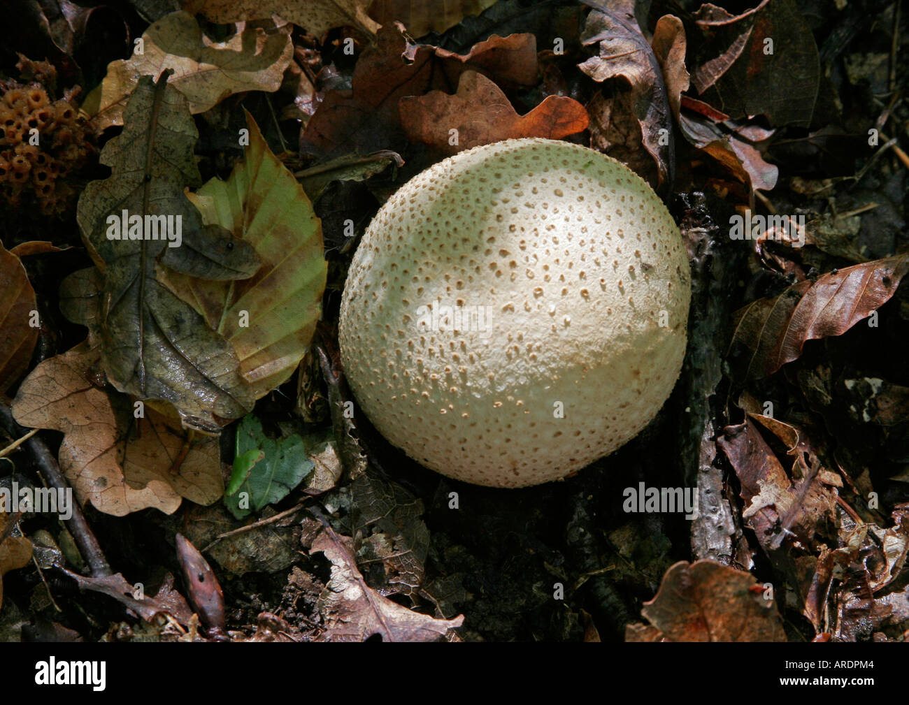 Stump puffball fungus (Lycoperdon pyriforme) in leaves Stock Photo - Alamy