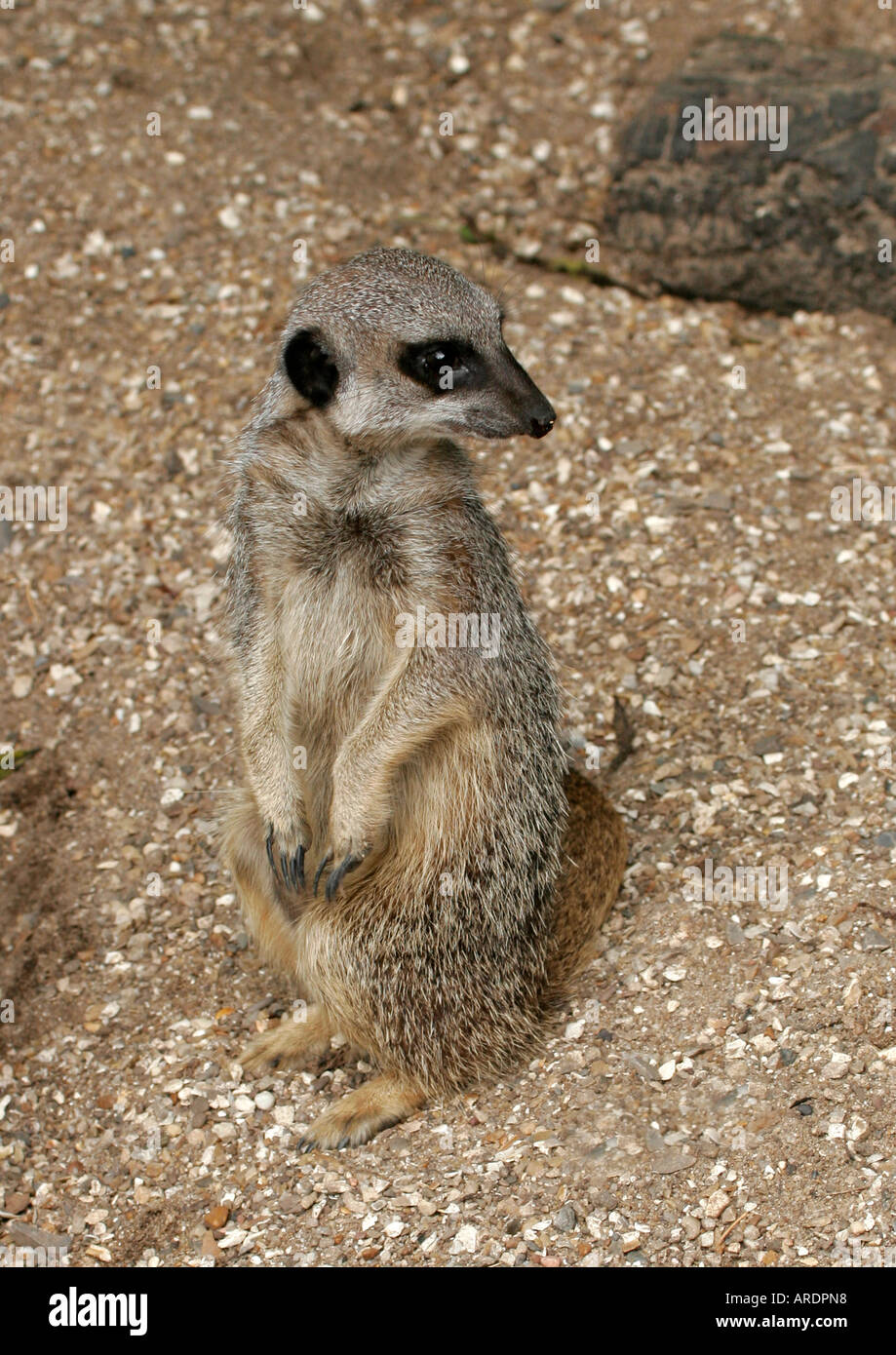 Herpestidae genus hi-res stock photography and images - Alamy