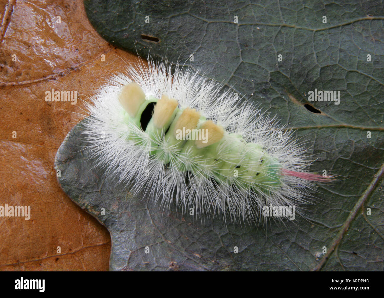 Caterpillar of Pale Tussock moth (Calliteara pudibunda Stock Photo - Alamy