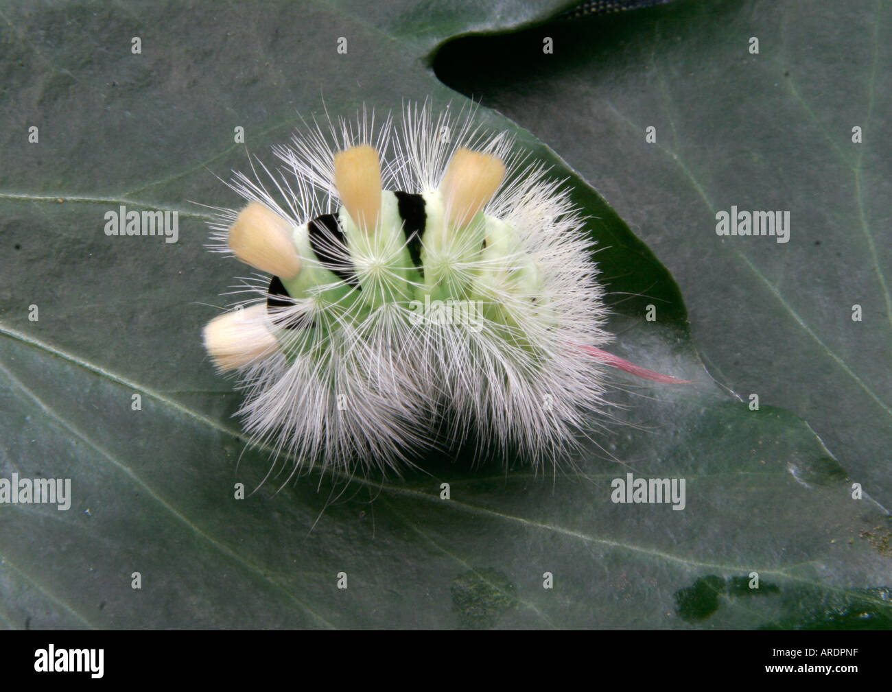 Caterpillar of Pale Tussock moth (Calliteara pudibunda Stock Photo - Alamy