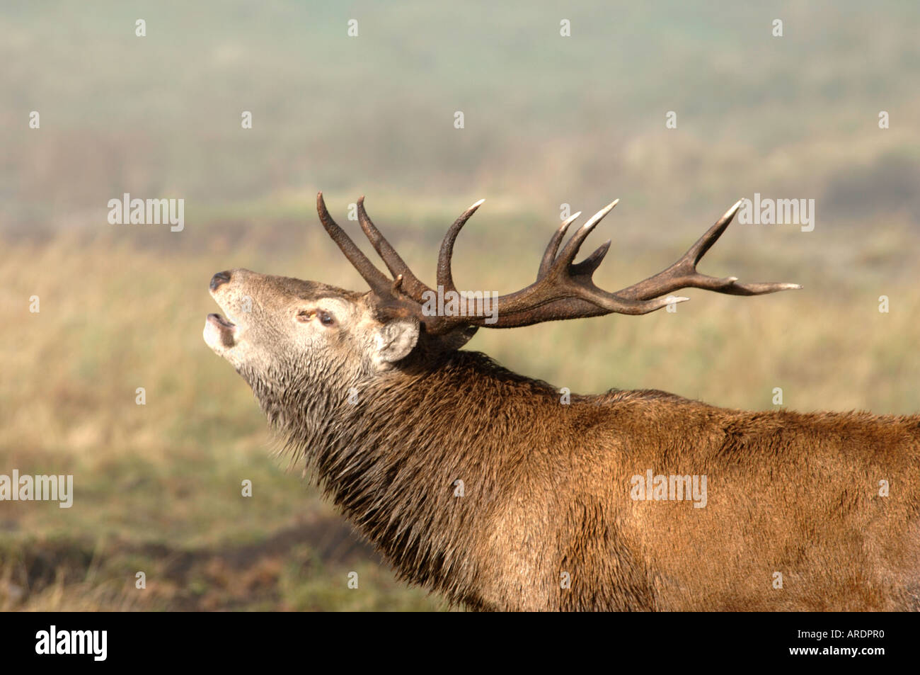 Red Deer Stag Bellowing on the open hill during the October rutting ...