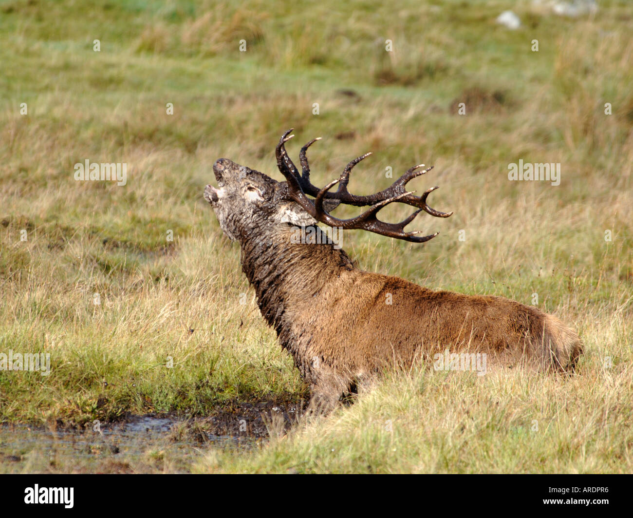 Red deer wallow scotland hi-res stock photography and images - Alamy