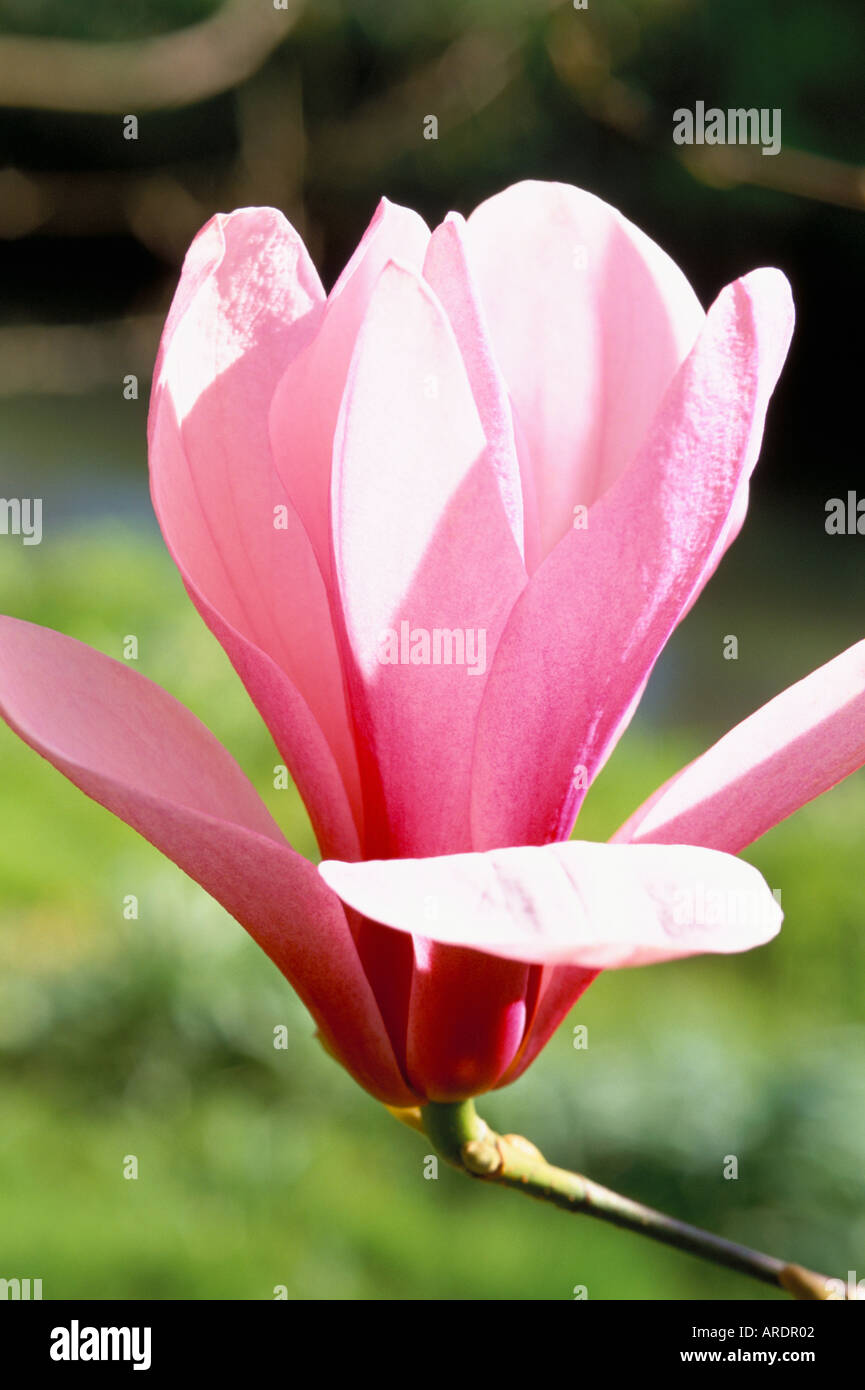Magnolia galaxy hi-res stock photography and images - Alamy