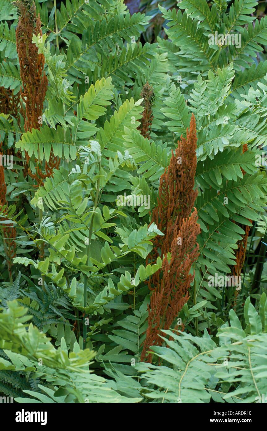 Royal fern osmunda regalis leaves hi-res stock photography and images ...