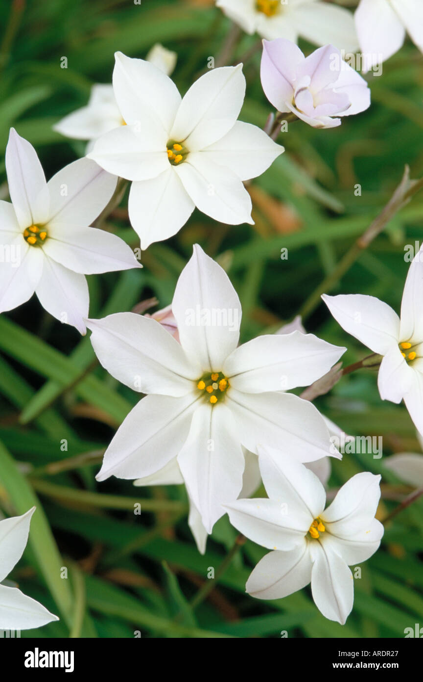 Ipheion uniflorum hi-res stock photography and images - Alamy