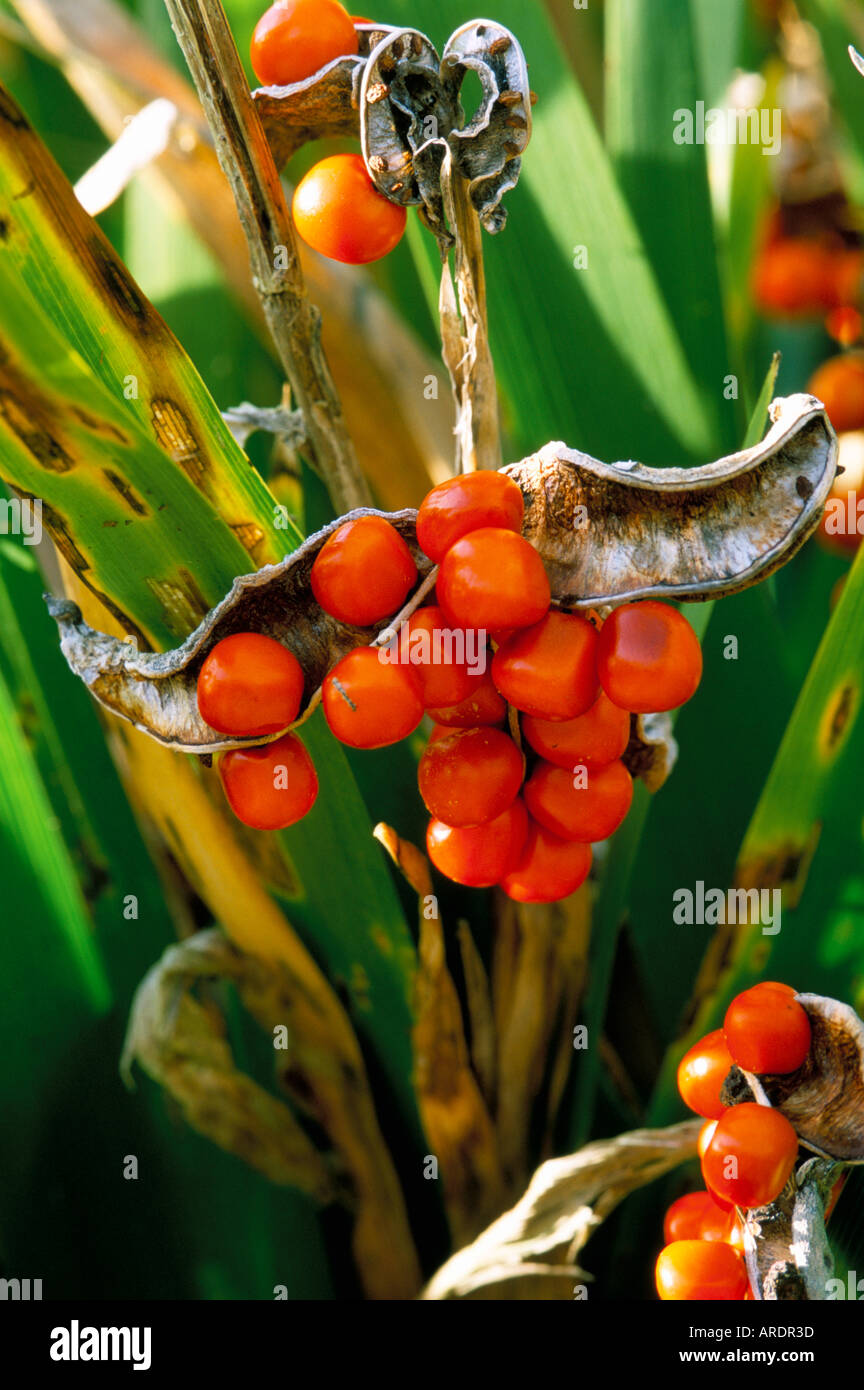 iris foetidus seedpods Stock Photo - Alamy