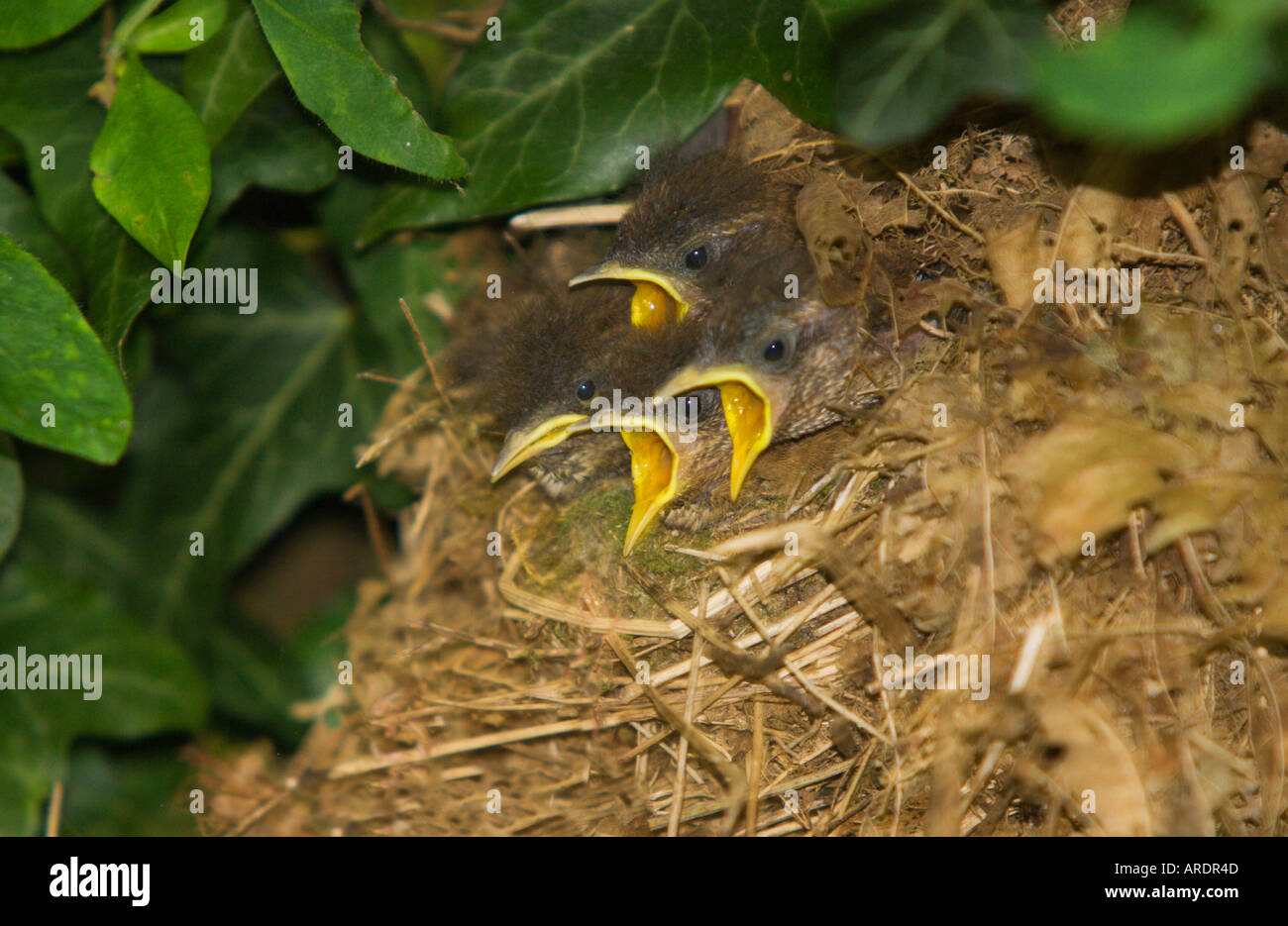 England u k birds nesting wildlife hi-res stock photography and images ...
