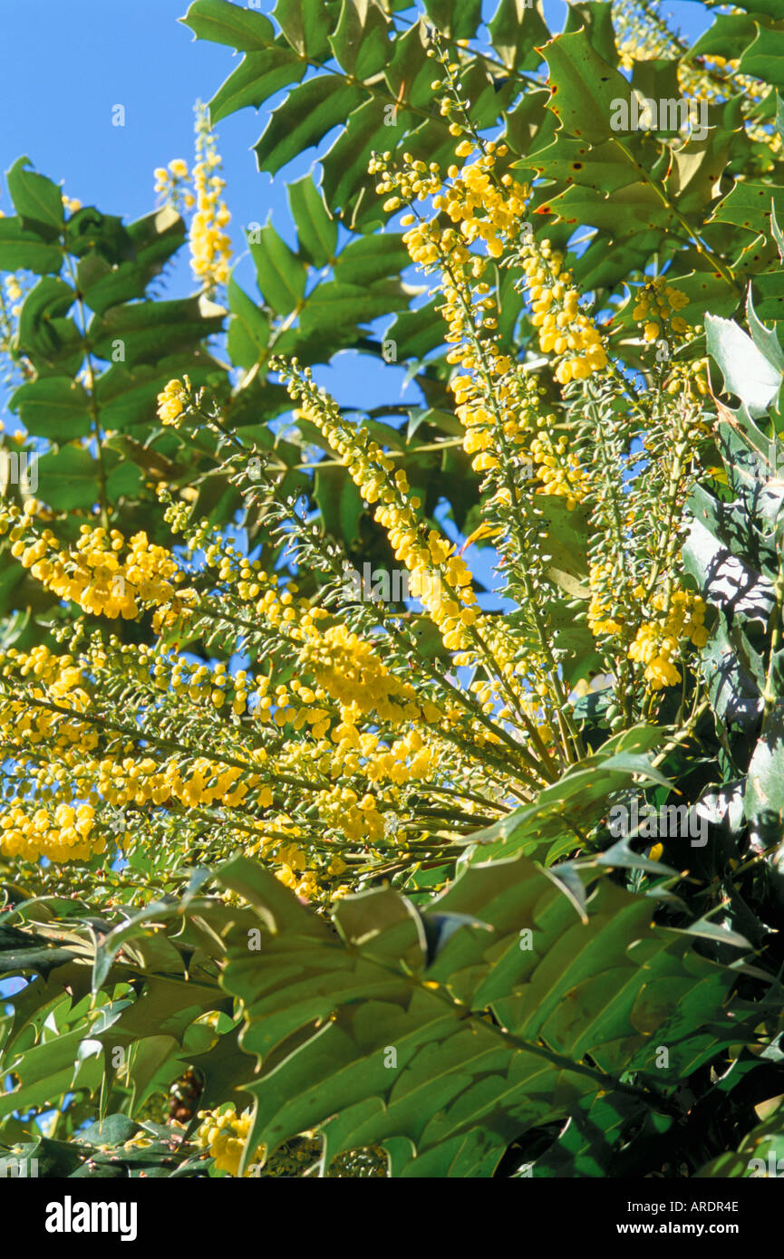 Mahonia winter sun hi-res stock photography and images - Alamy