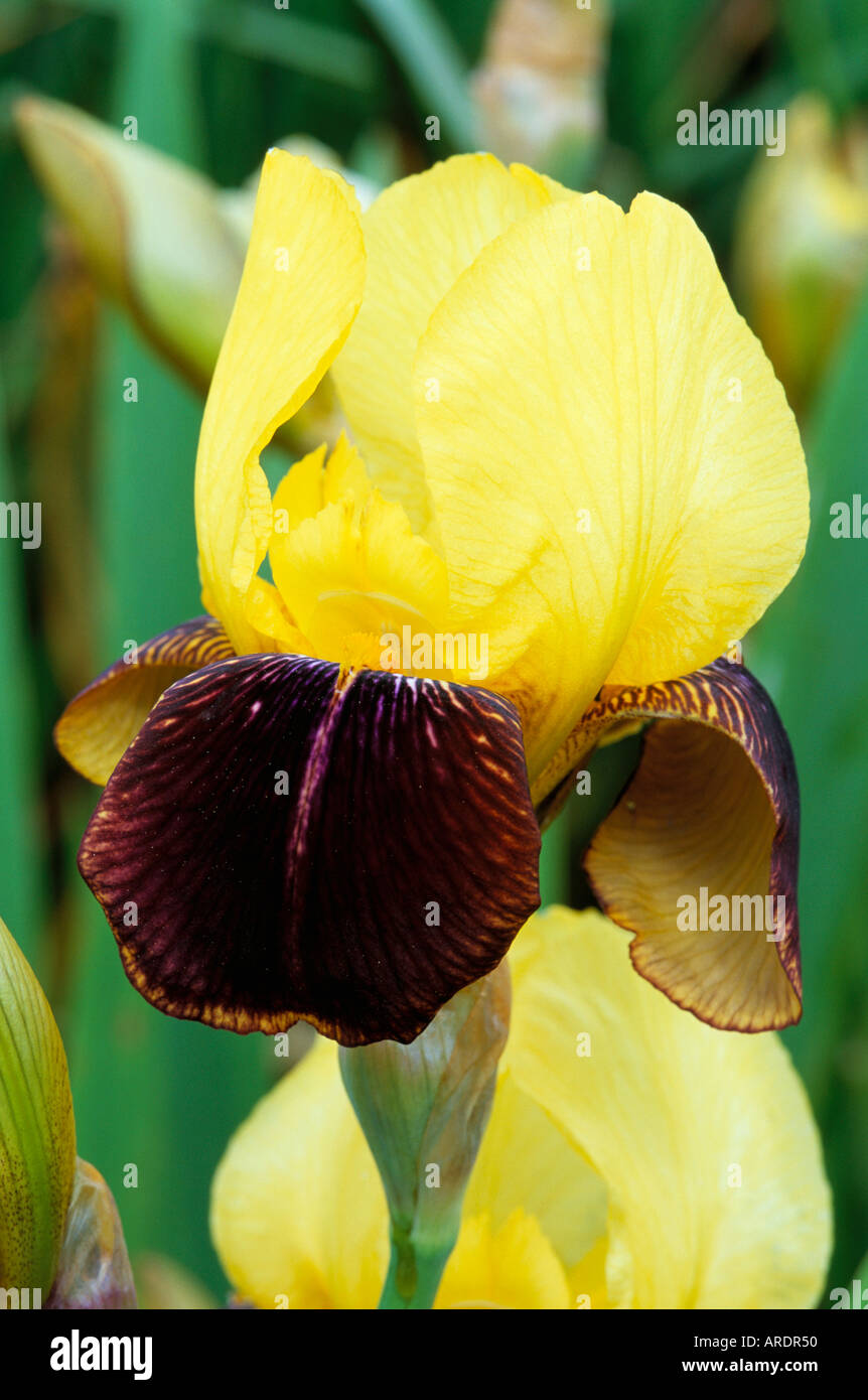 Yellow rajah hi-res stock photography and images - Alamy