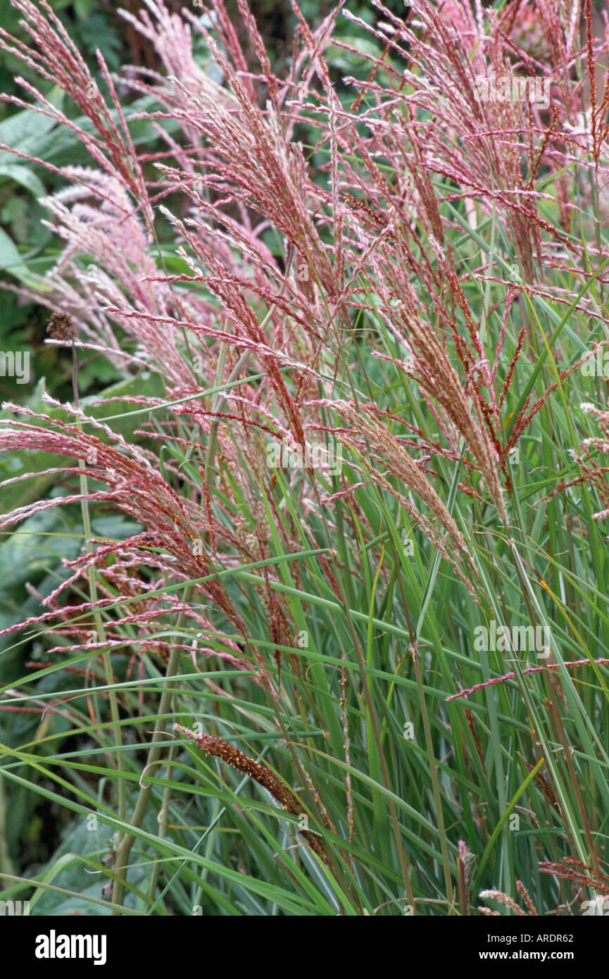 Mark goldfeder hi-res stock photography and images - Alamy