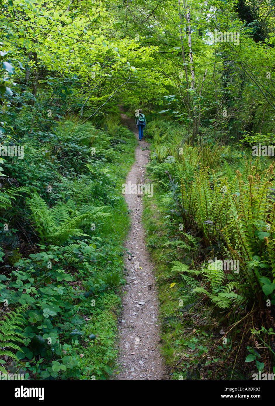 Lone person walking on narrow uphill pretty footpath in Lee Woods near ...
