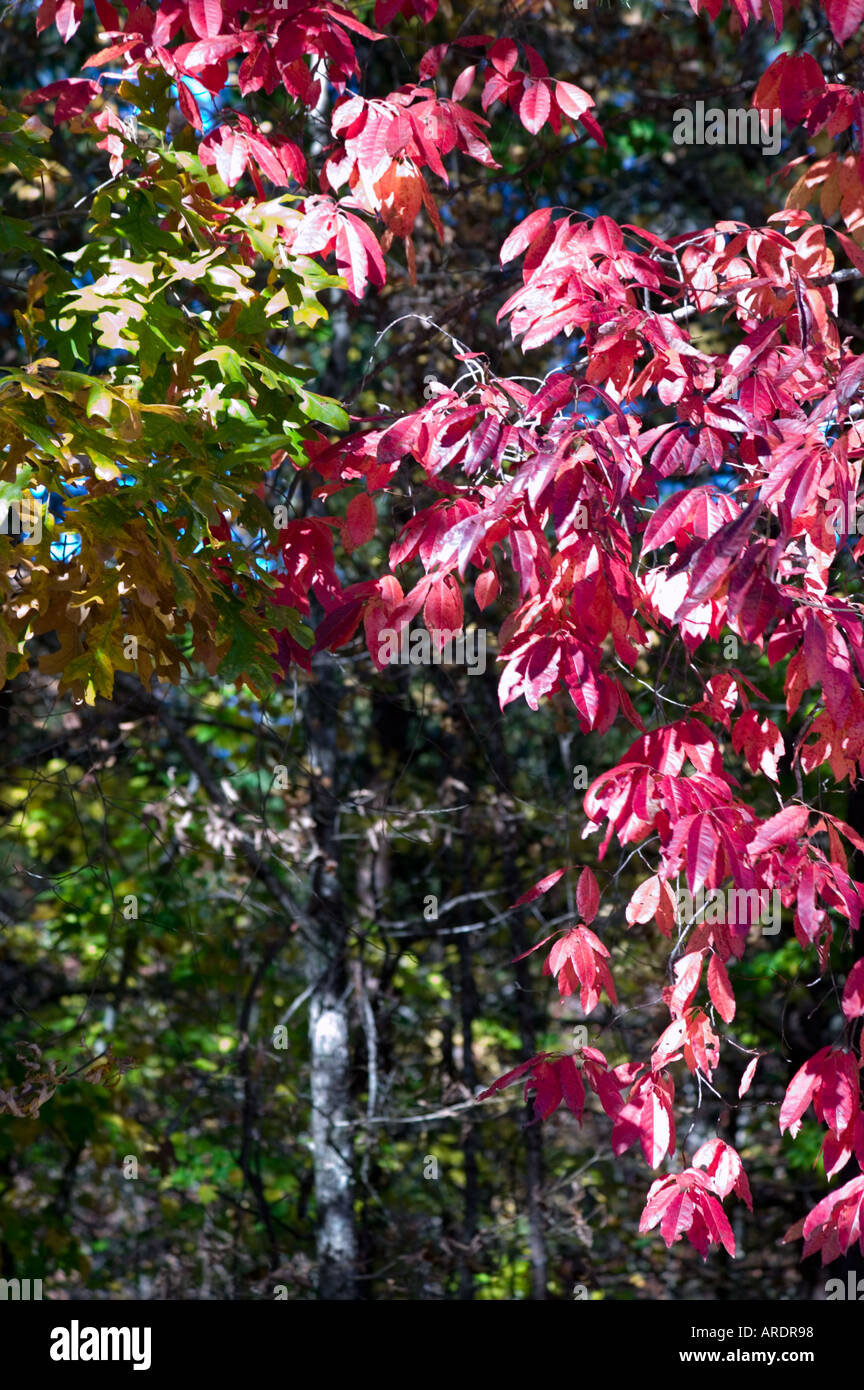 Fall leaves, blue ridge parkway, flower, floral, red leaves Stock Photo ...
