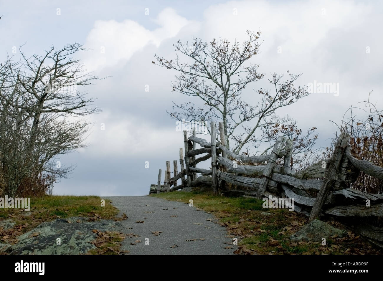 artistic scene of rare beauty in the fall of the Blue Ridge with yellow ...